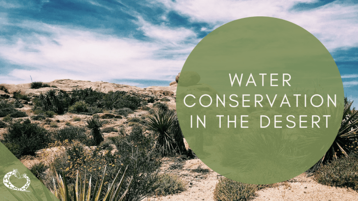 Water Conservation in the Desert – Reid Park Zoo Expansion