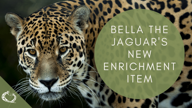Bella the Jaguar’s New Enrichment Item – Reid Park Zoo Expansion